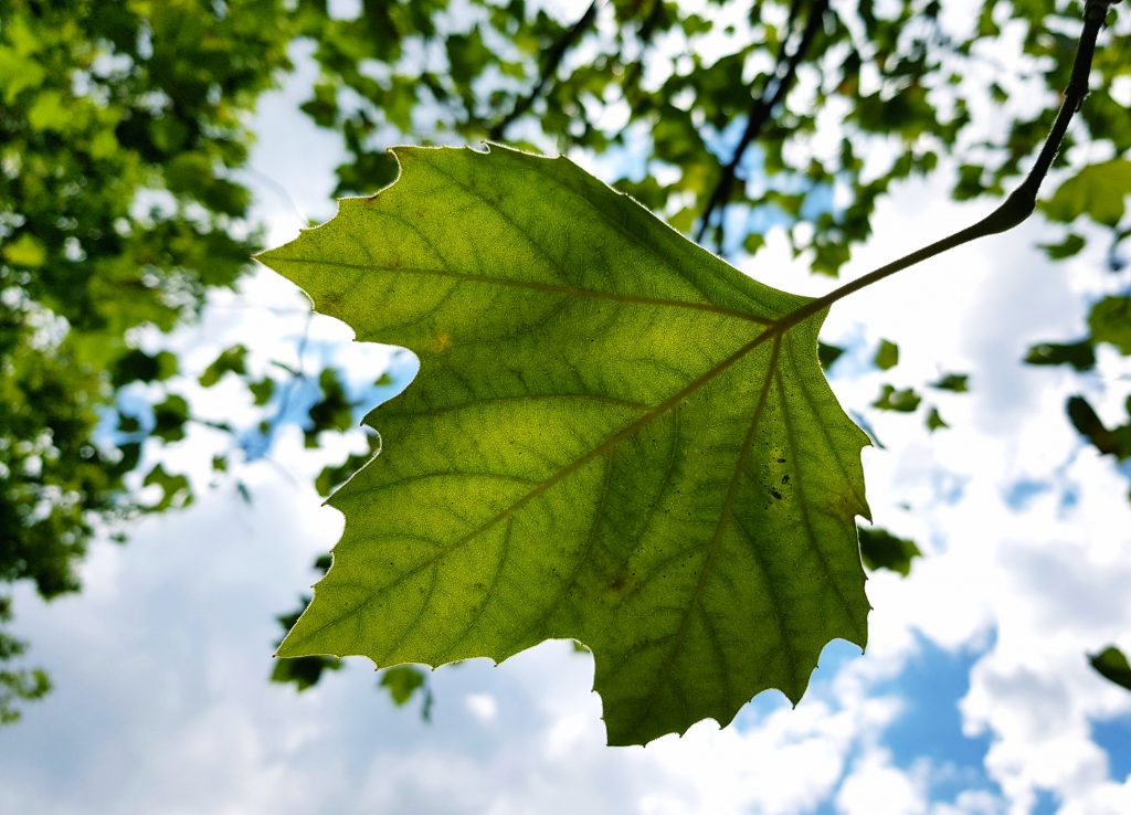 Feuille de platane avenue des Ternes - Images